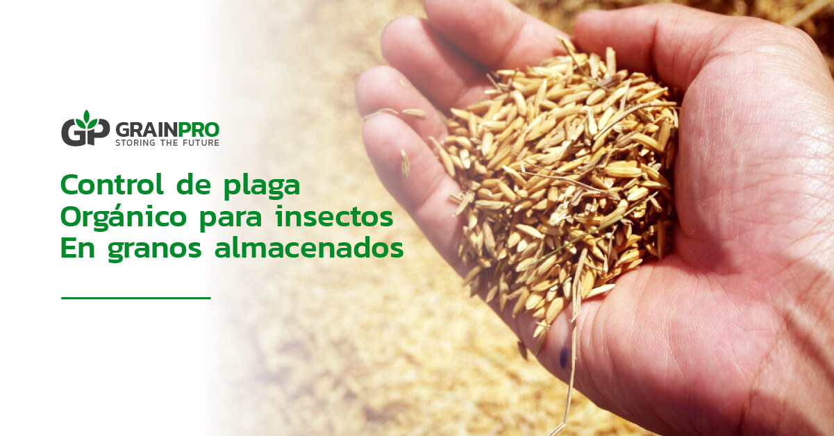 Control de plaga orgánico para insectos en granos almacenados